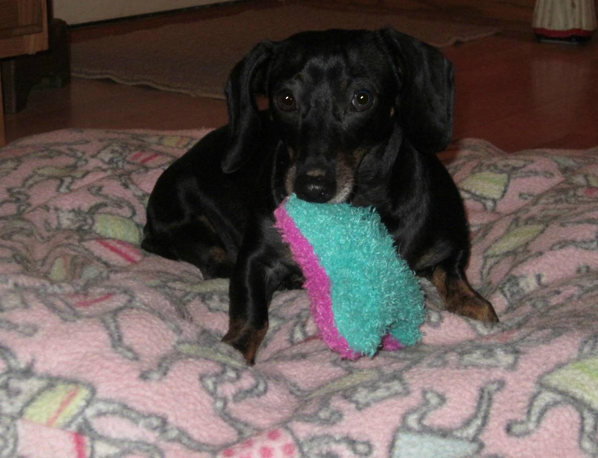 joie fav toy - Joyful Paws