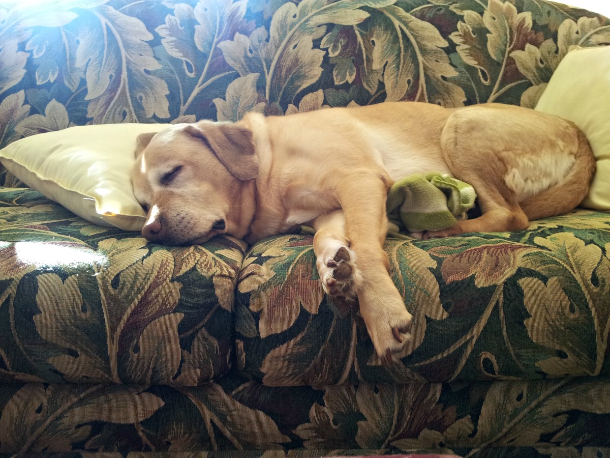 kylie on sofa sacked out e - Joyful Paws