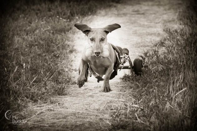 A Wheelie Dog Gallery of Photos Sure to Make You Smile. – Joyful Paws
