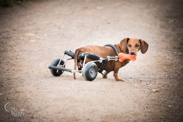 A Wheelie Dog Gallery of Photos Sure to Make You Smile. - Joyful Paws