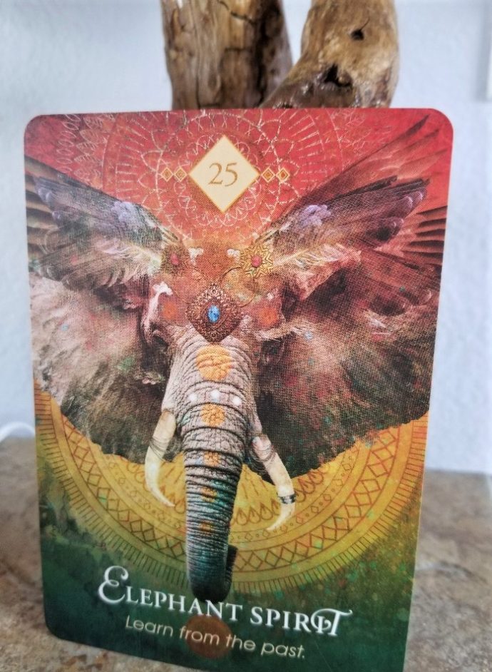 Wisdom from Elephant and Connecting Past, Present, and Future - Joyful Paws