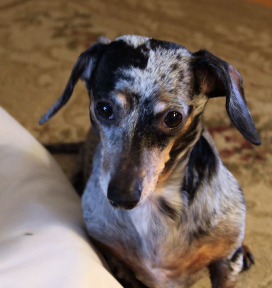 This Day. Seven Years Ago. Remembering Miss Gidget. - Joyful Paws