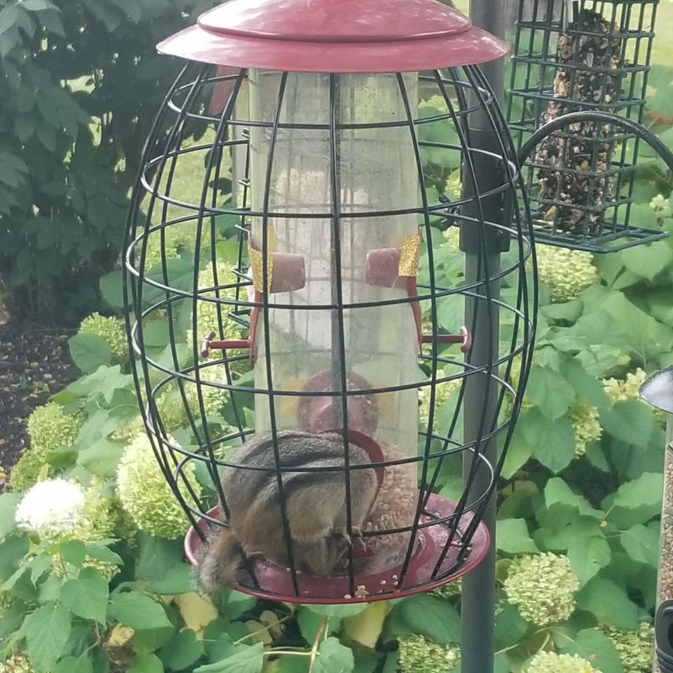 Rabbits and Mushroom Animal Oracle Collage Art...For Sale. Plus ...