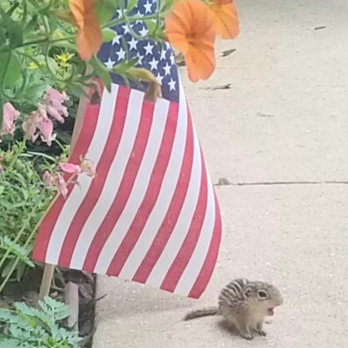 Ground Squirrels Remind Me of the Sacred Balance of Life – Joyful Paws