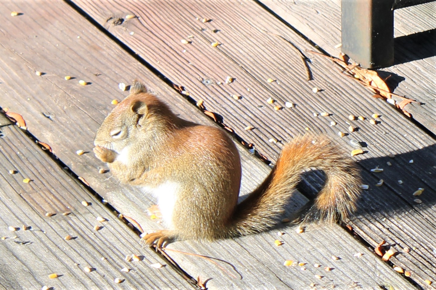 The Infamous Red Squirrel "Bird" Visits My Deck - Joyful Paws