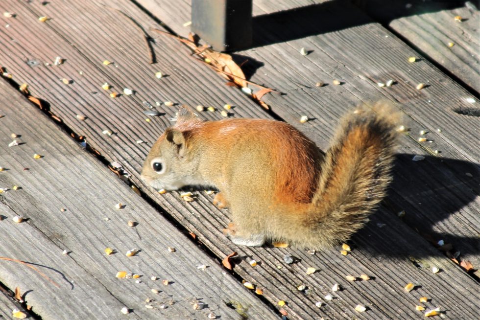 The Infamous Red Squirrel "Bird" Visits My Deck - Joyful Paws