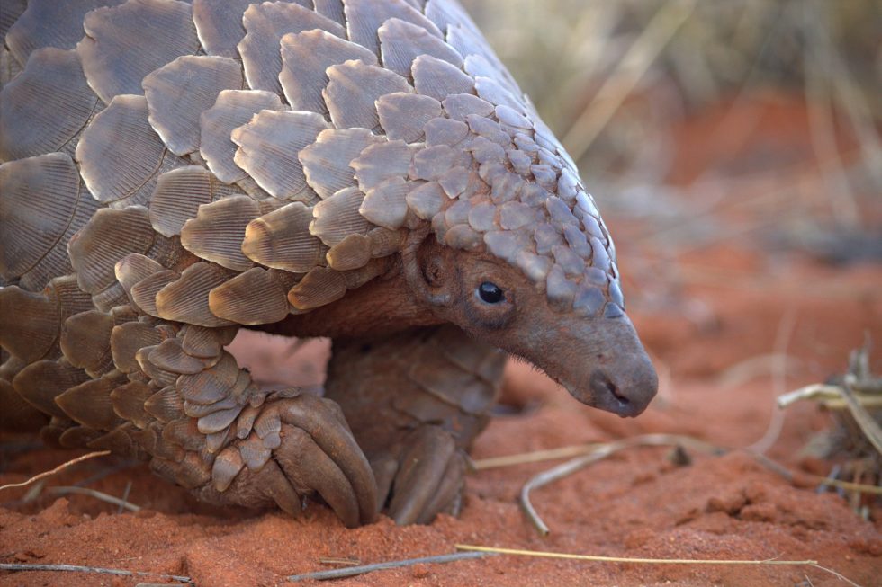 Plight of the Pangolin and Art Raffle Fundraiser to Support African ...