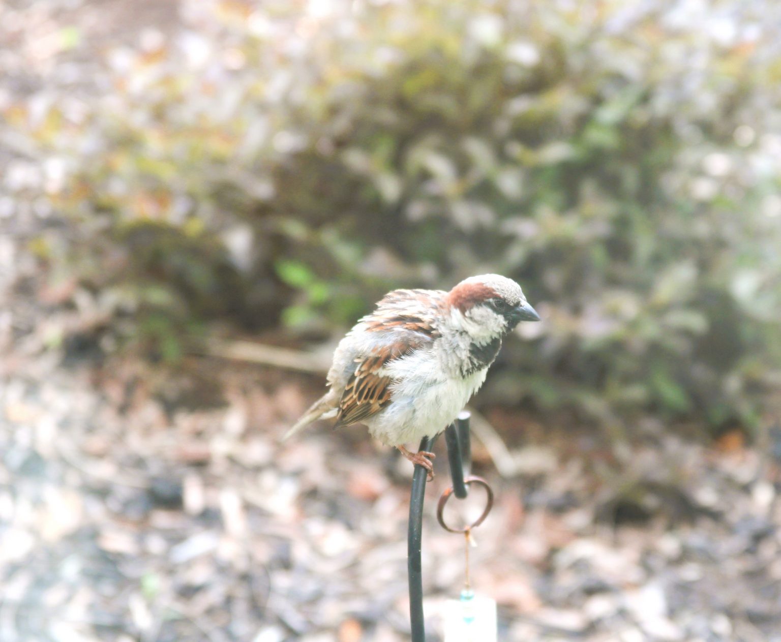 The Sparrow and Spider with Some Timely Guidance – Joyful Paws