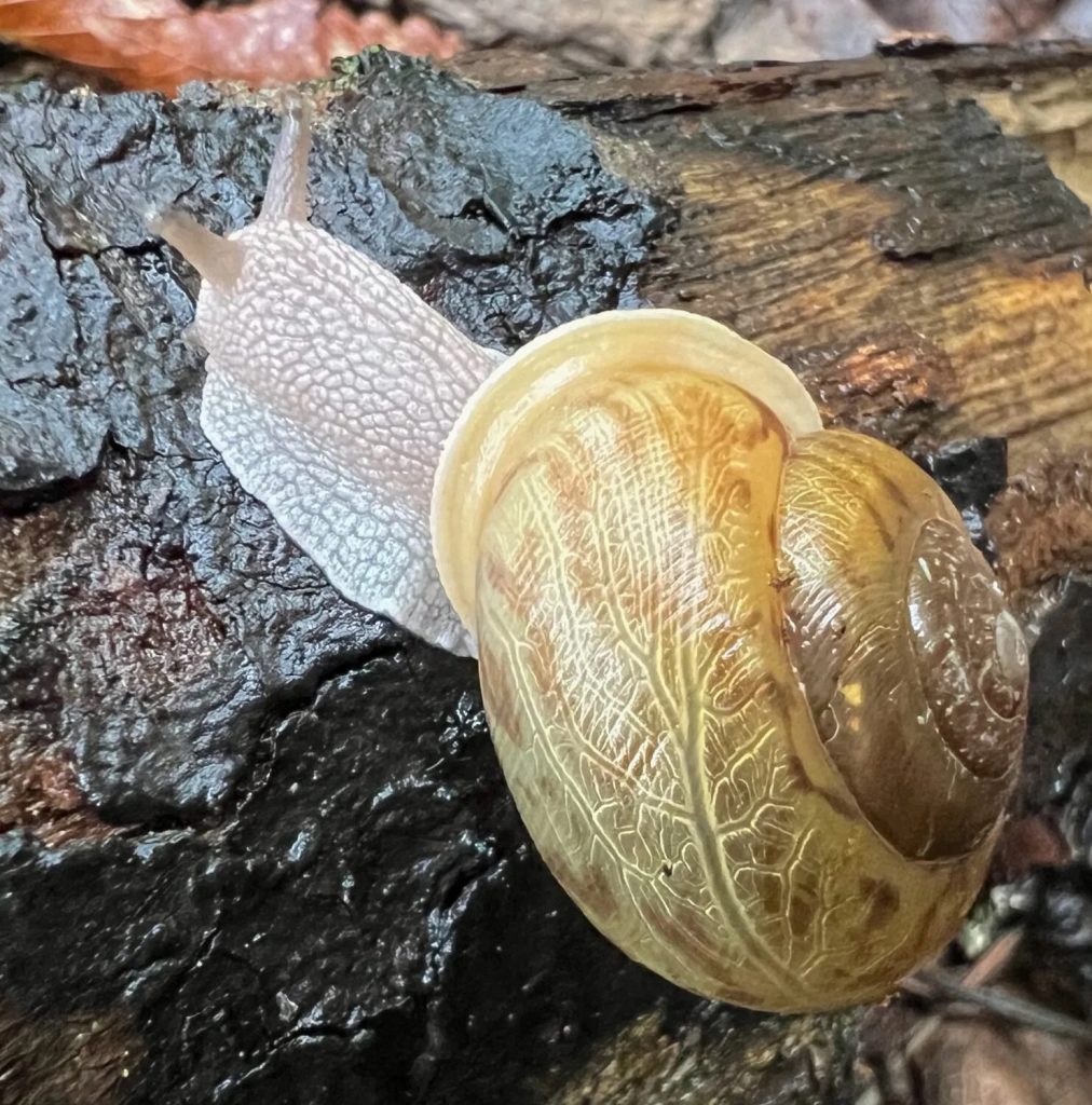 Persistent but Slow and Steady Snail Leaves a Trail of Synchronicity ...