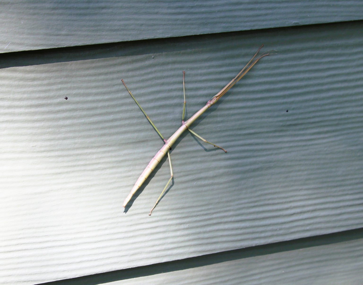 Encounter with a Walking Stick and Its Animal Wisdom Offering – Joyful Paws